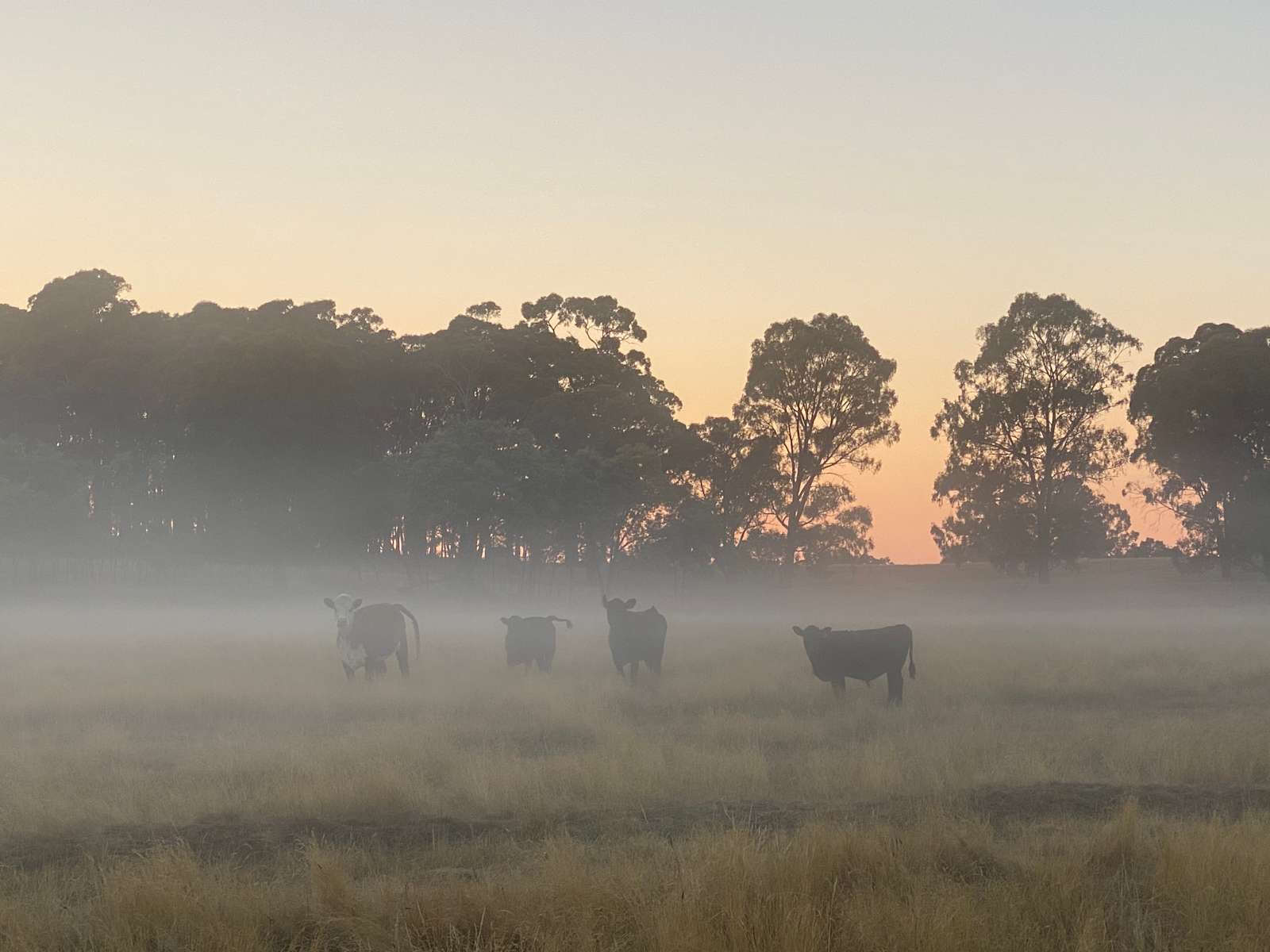Historic Goldfields - Hipcamp in Denver, Victoria