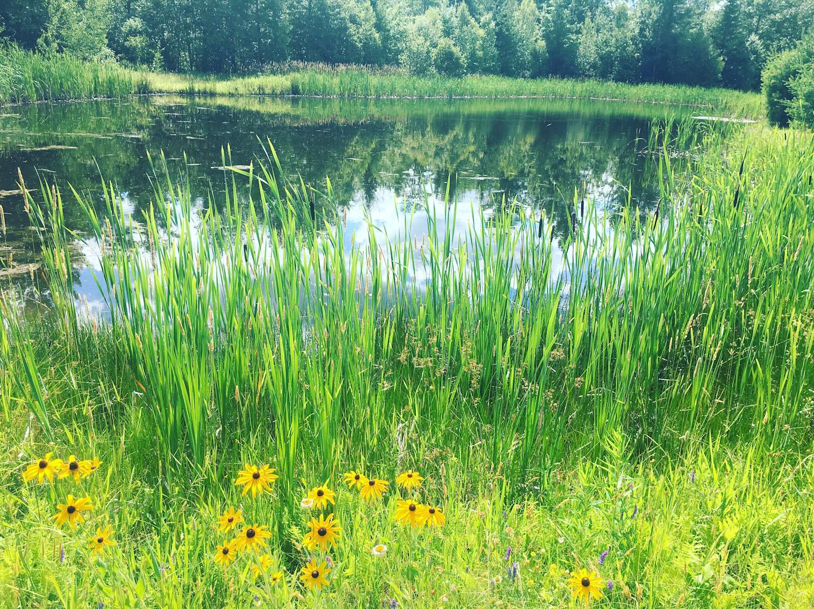 Mountain Farm Tranquility Pond - Hipcamp in Embden, Maine