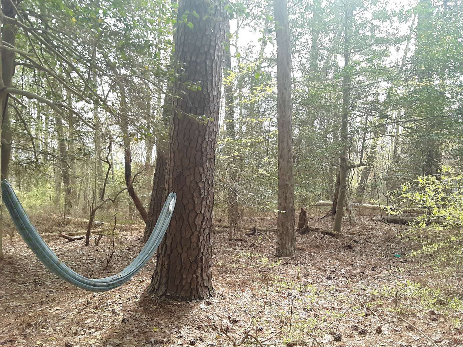 The Perkins Place - Hipcamp in New Point, Virginia