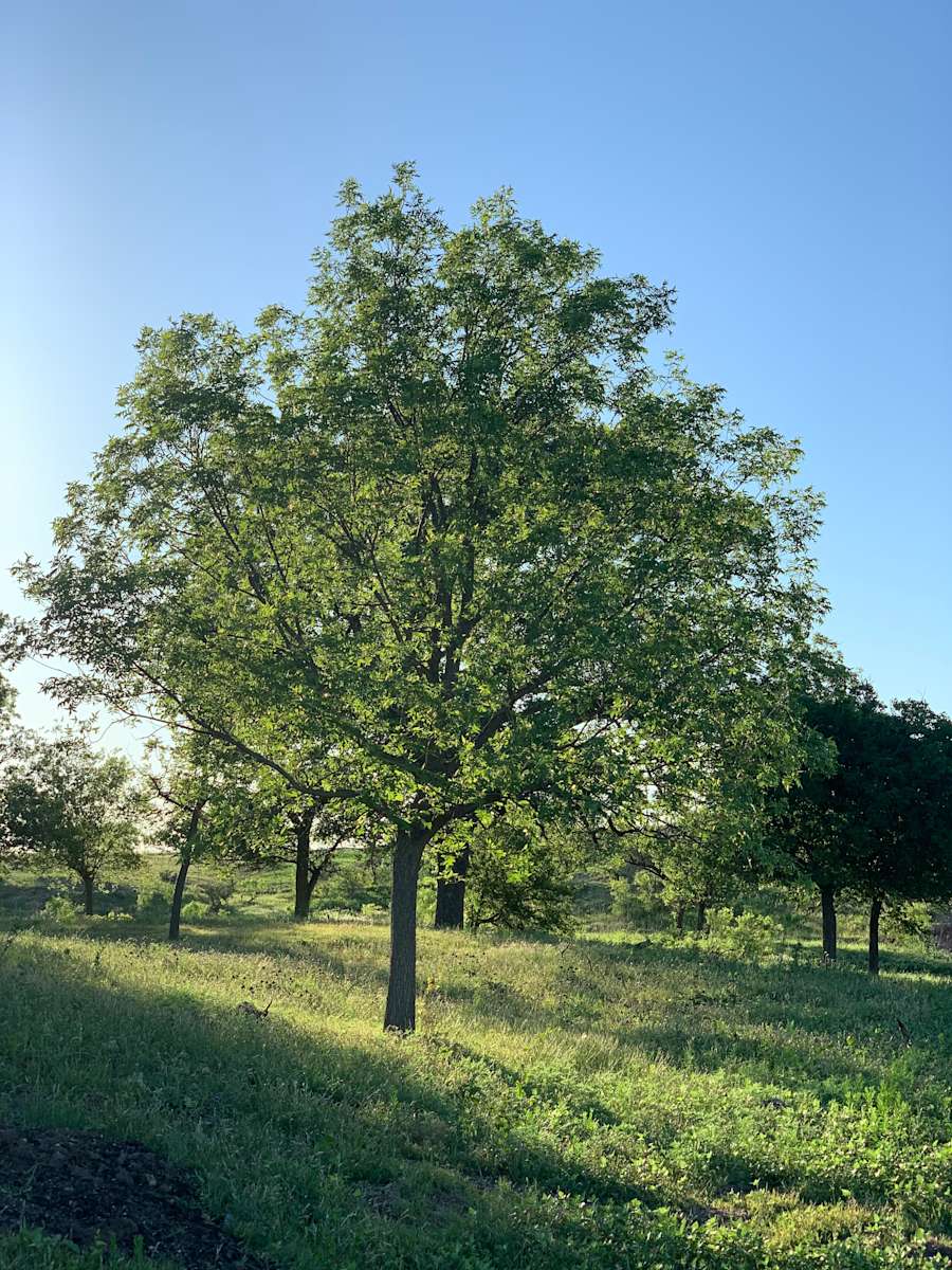 Jacoby's Ranch - Hipcamp in Melvin, Texas