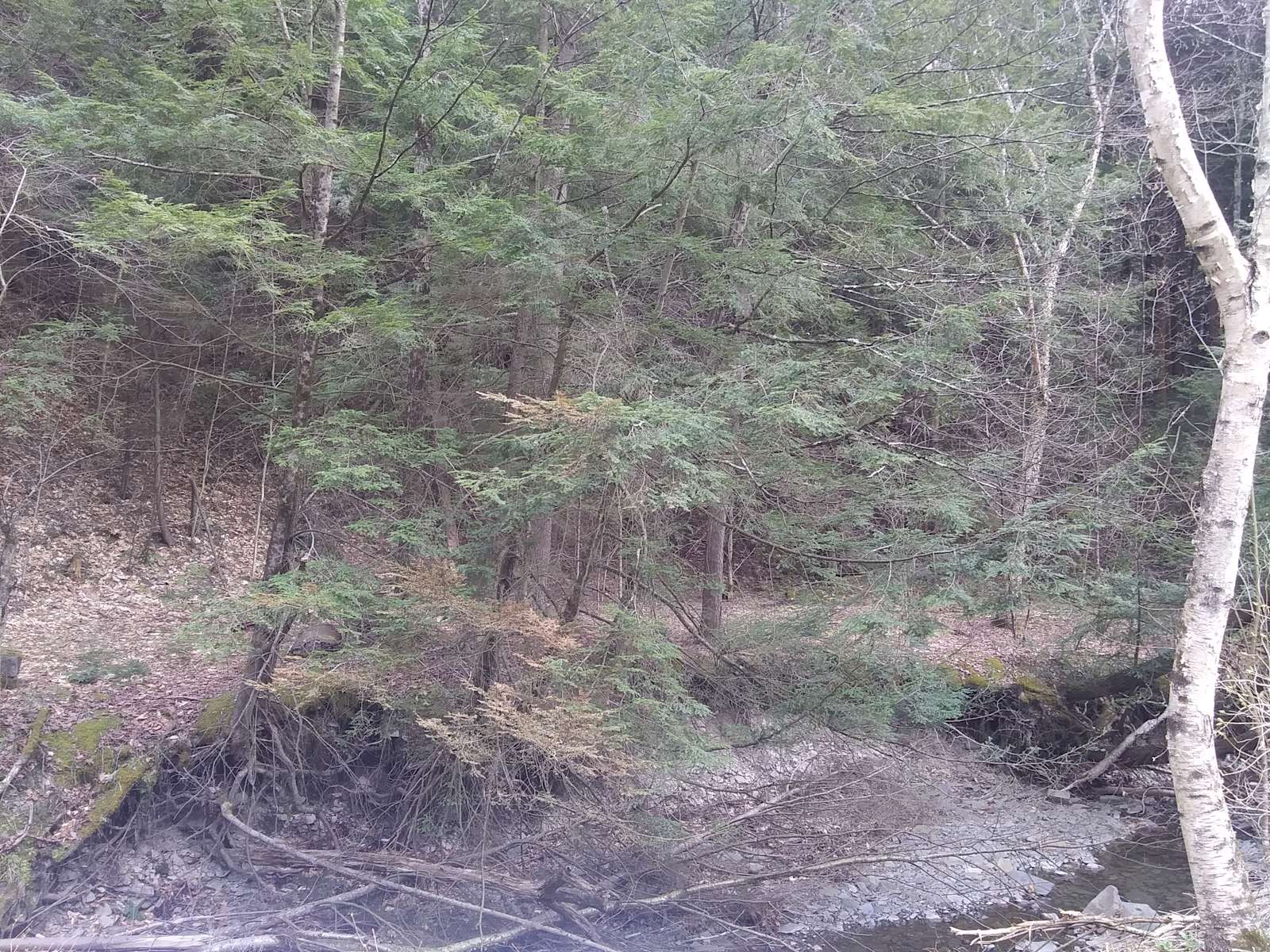 Getaway Campground - Hipcamp in Lowman, New York