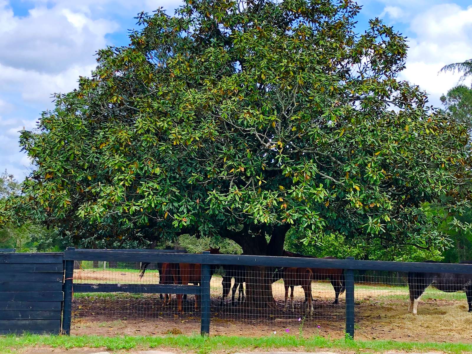 Beautiful 400 Acre Horse Farm - Hipcamp in , South Carolina