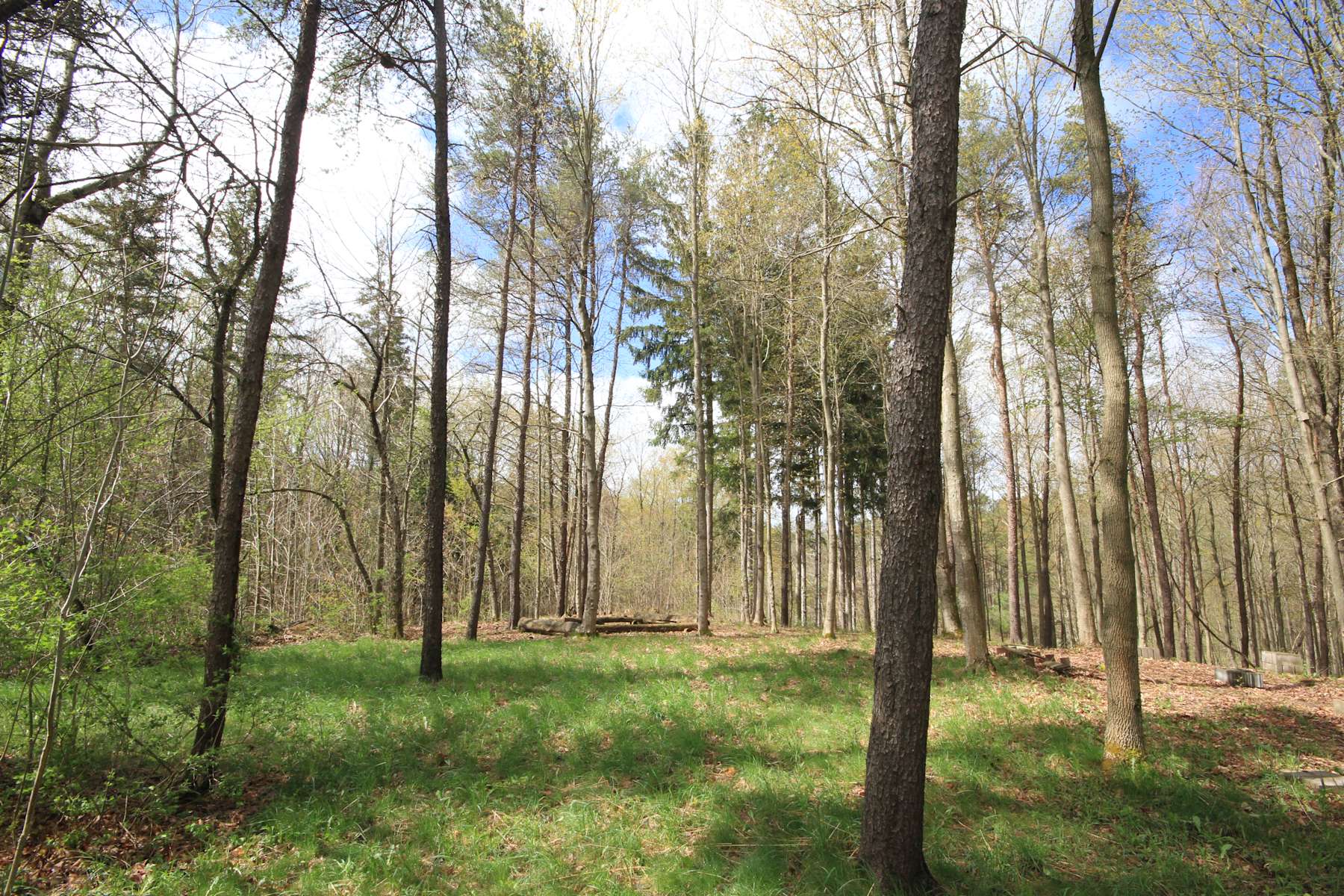 Wonderland Forest - Hipcamp in La Fayette, New York