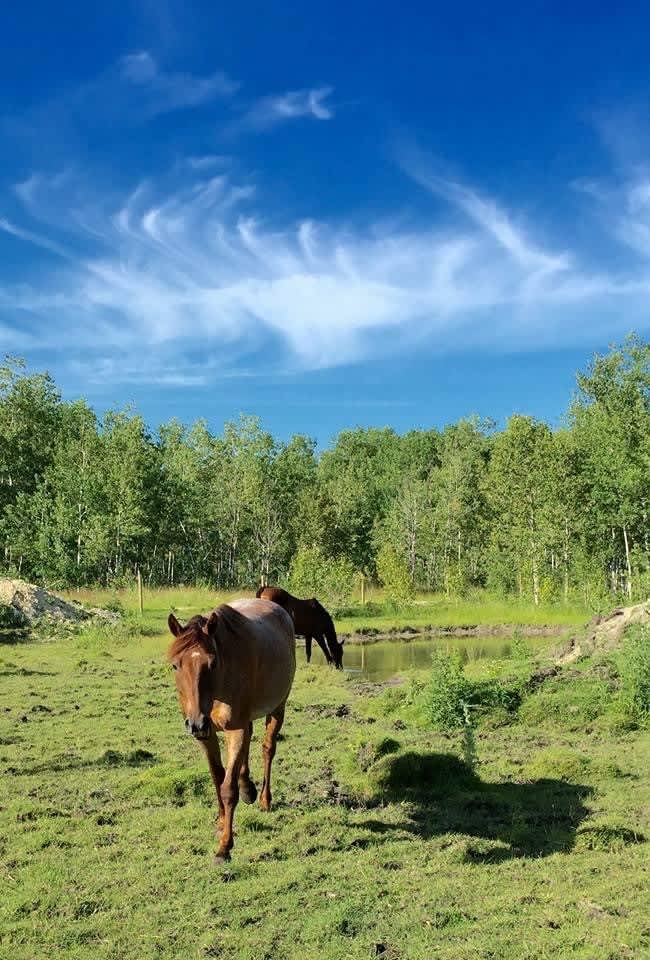 Off the Beaten Path Getaway - Hipcamp in Portage La Prairie, Manitoba