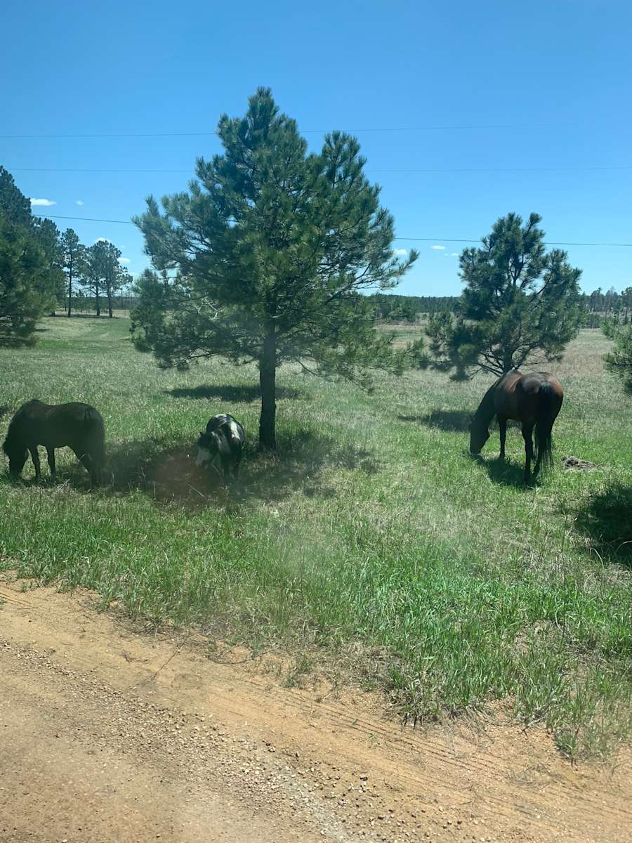 Forest and Field! Horses welcome! - Hipcamp in Colorado Springs, Colorado