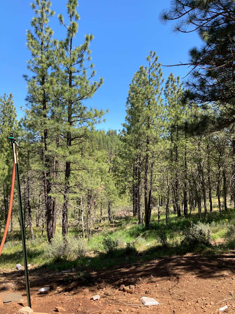 Pine, oak, acorn, elderberry trees - Hipcamp in Goldendale, Washington