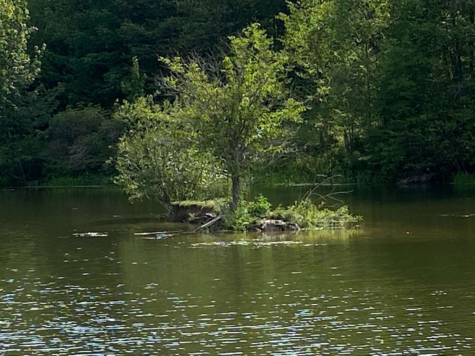 Rains Ranch - Hipcamp in Curran, Michigan