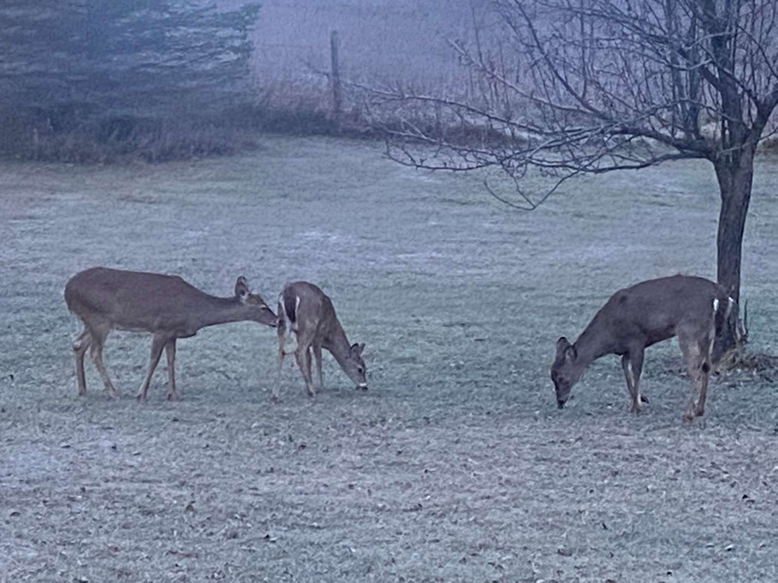 Rains Ranch - Hipcamp in Curran, Michigan
