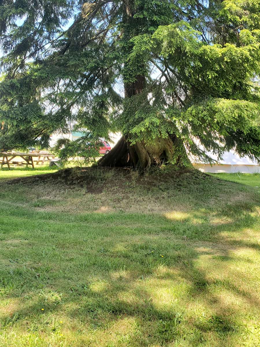 Bear Wallow Farm & BabyGoatYoga - Hipcamp in Rose Lodge, Oregon
