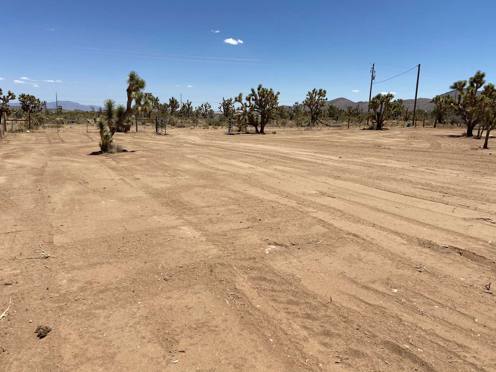 Joshua Tree Forest - Hipcamp in Dolan Springs, Arizona