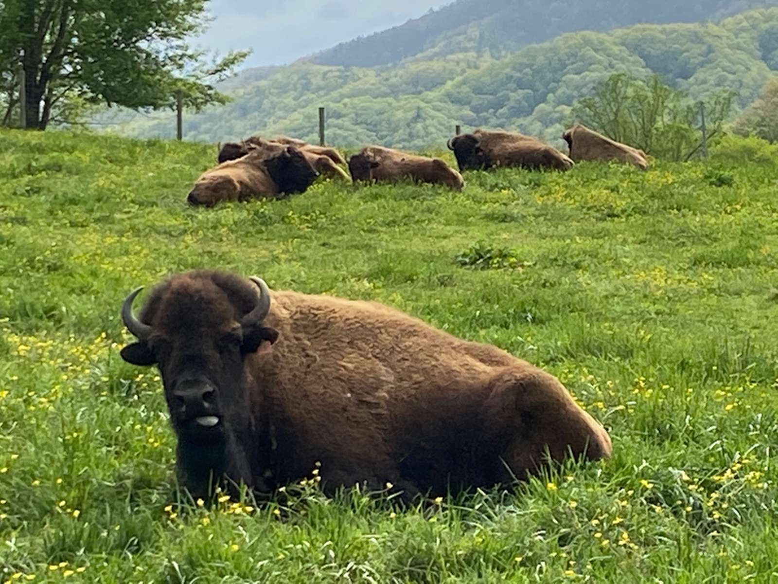 Farmhouse Gallery & Gardens - Hipcamp in Unicoi, Tennessee