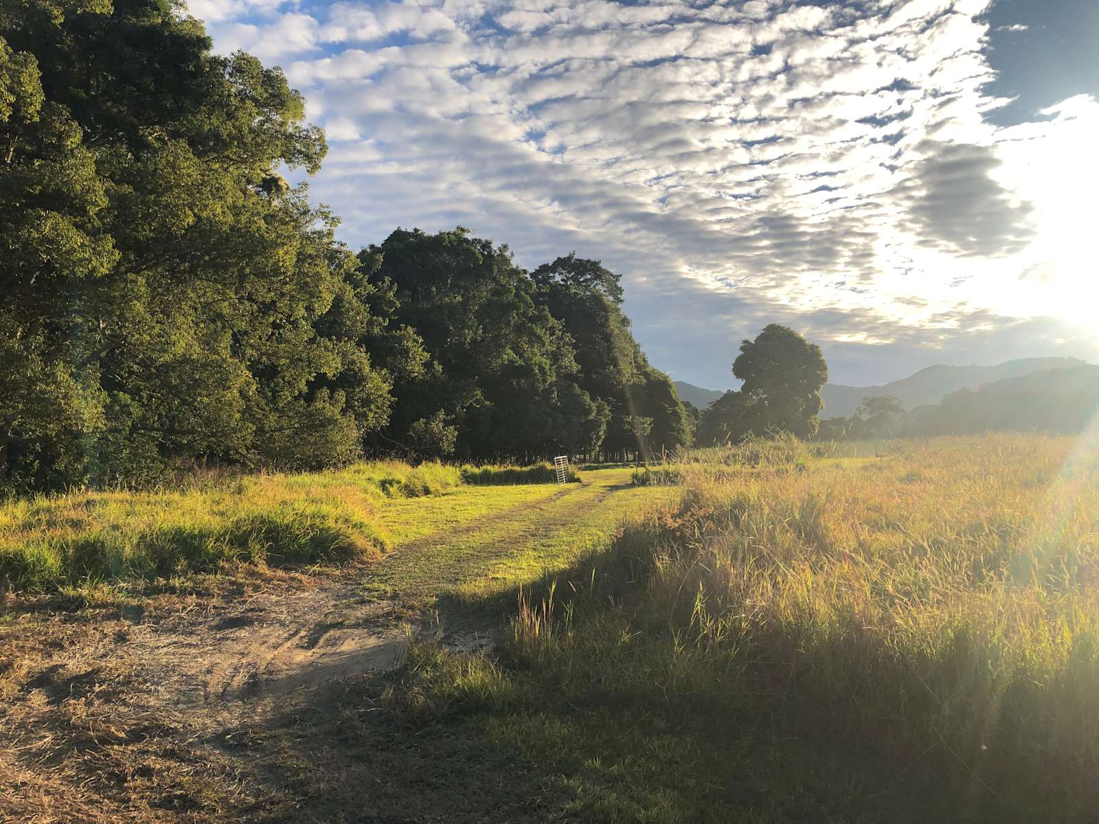 Middle Pocket Grove - Hipcamp in Middle Pocket, New South Wales