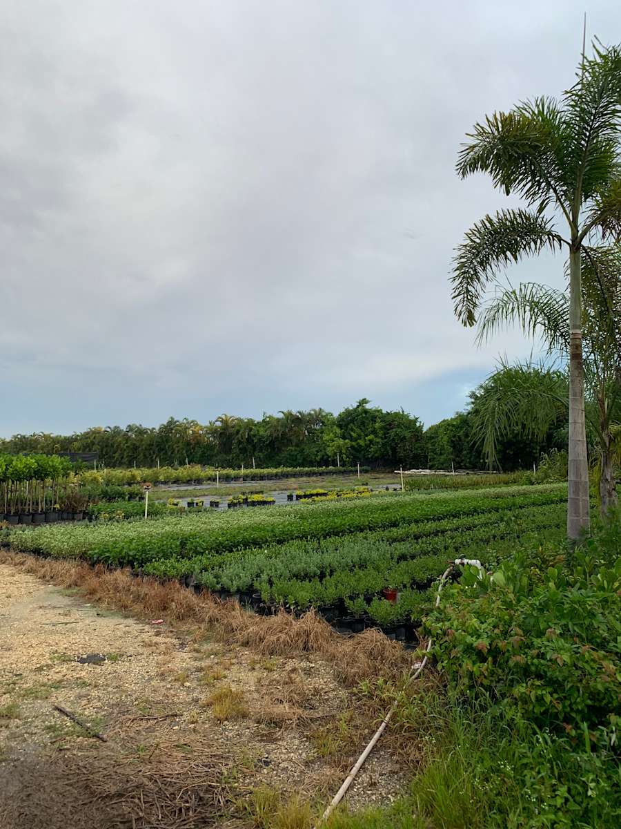 Frogs Pad 🐸 - Hipcamp in Homestead, Florida