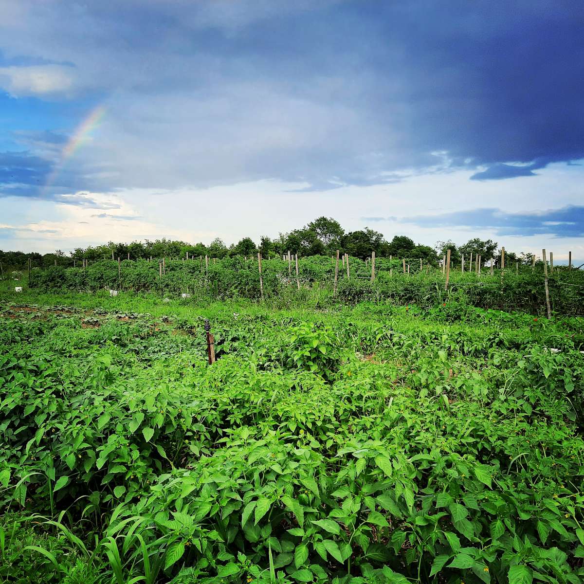 Rustic Resort at the Farm - Hipcamp in , Pennsylvania