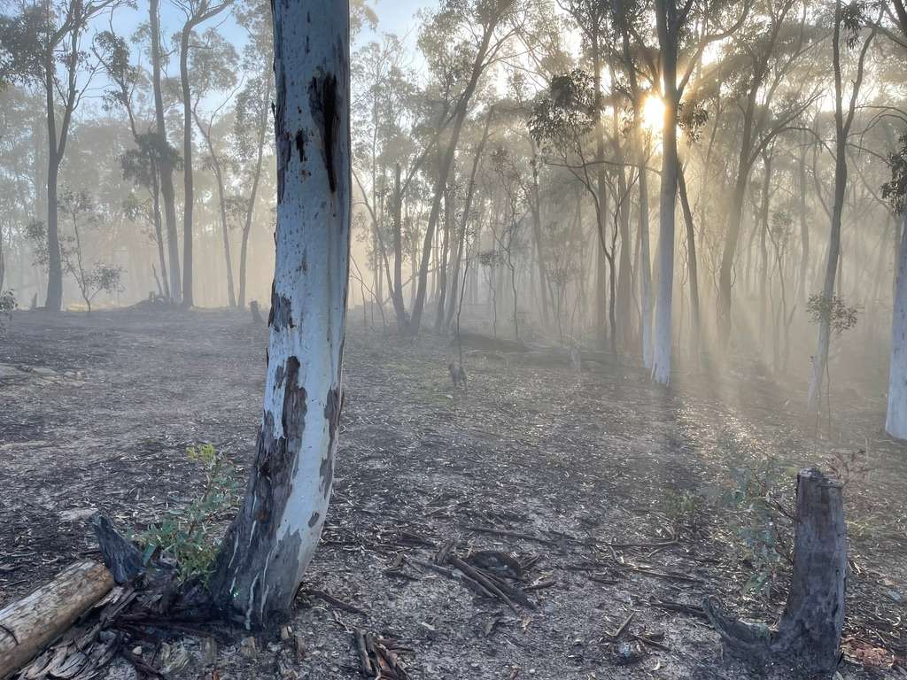 Lotsa Trees Mountain Escape - Hipcamp in Bonang, Victoria