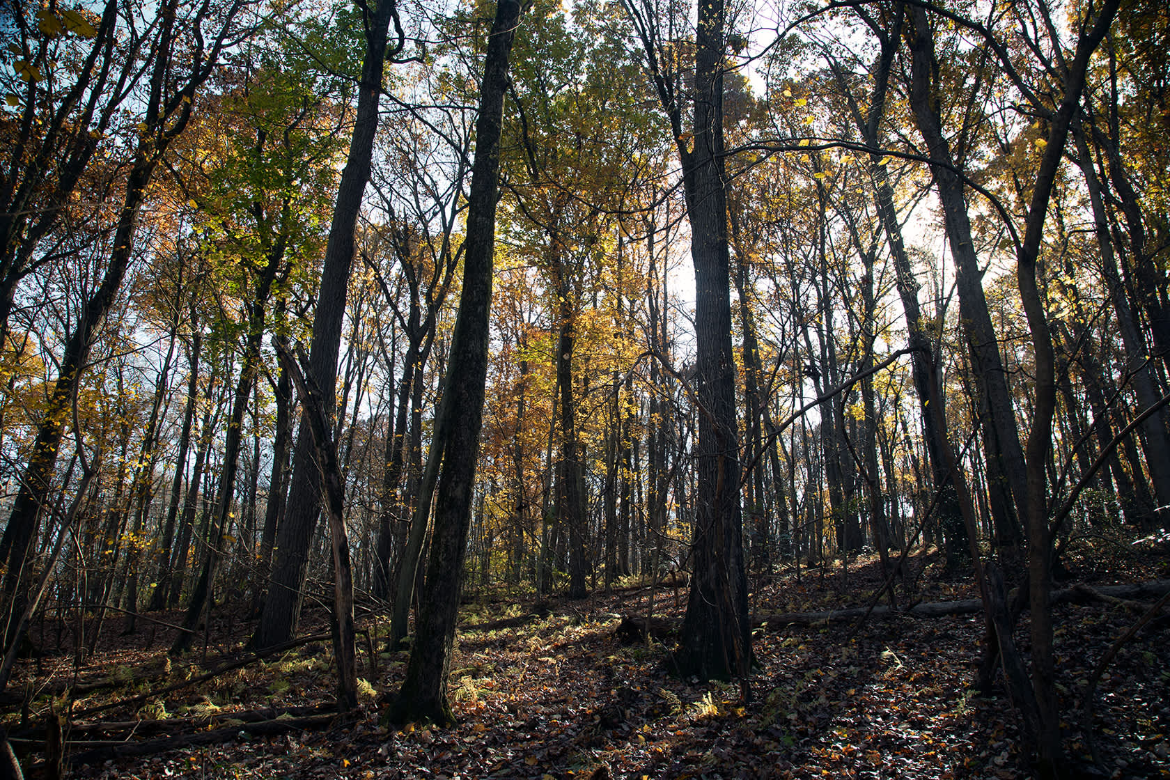 Snyder Hollow Ridge - Hipcamp in Willow Street, Pennsylvania