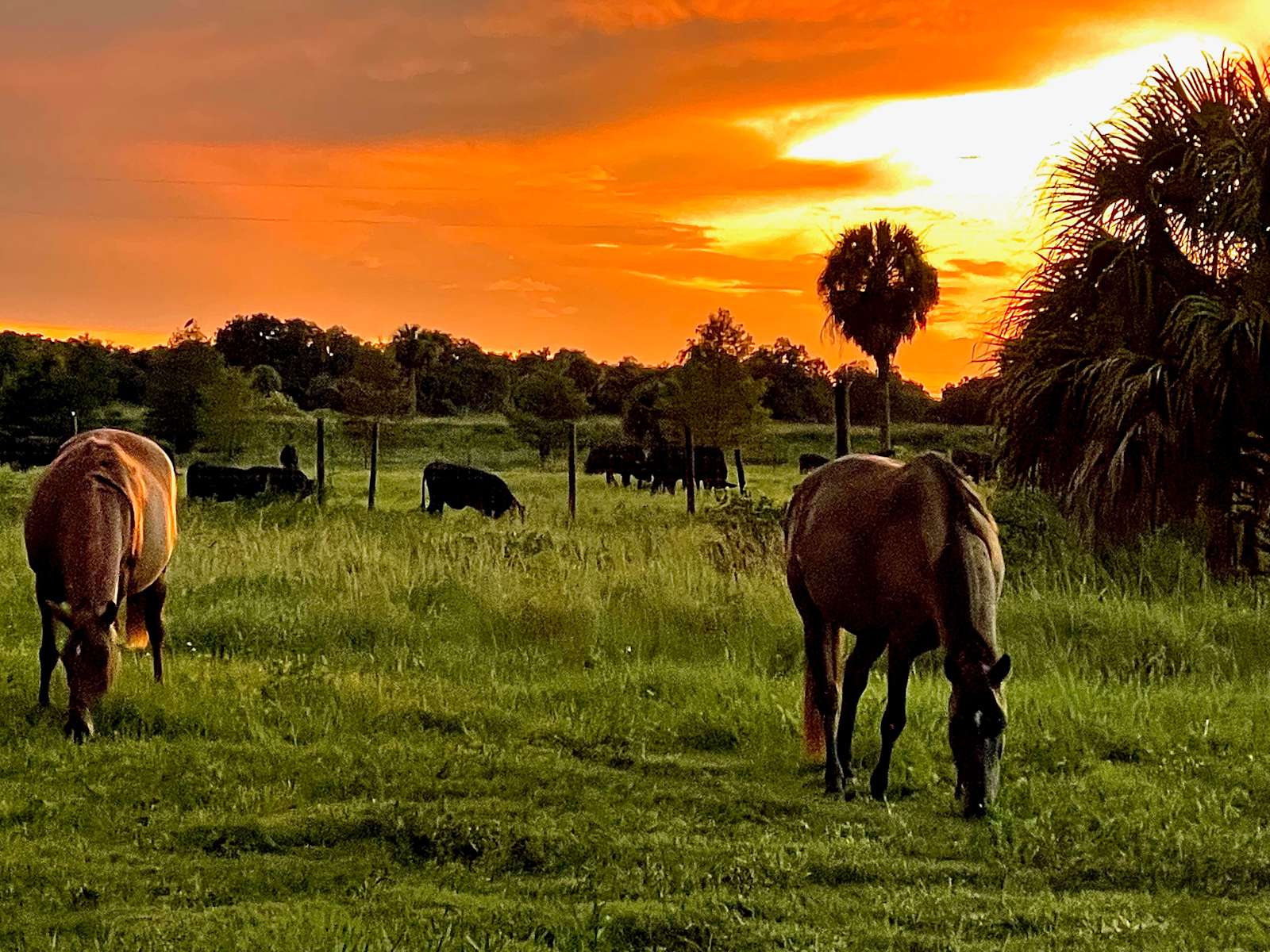 Blue Fox Ranch: Lake & Farm Camp - Hipcamp in Moore Haven, Florida