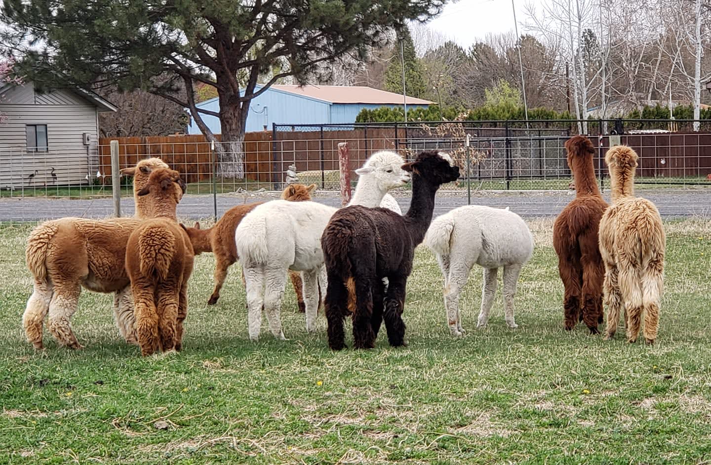JenEric Alpaca Ranch - Hipcamp in Hermiston, Oregon