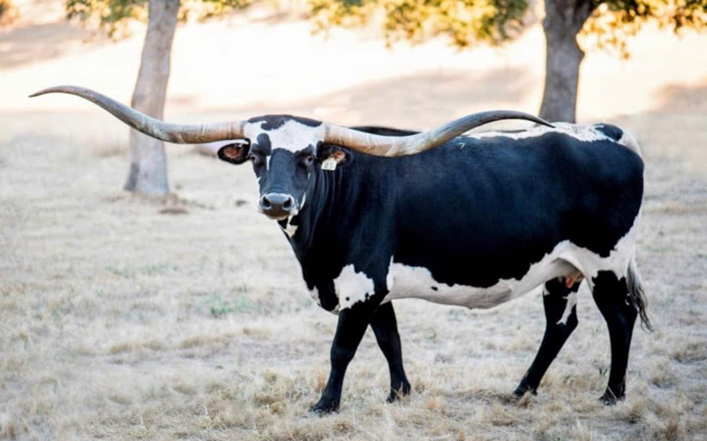 The Barn at Lone Oak Longhorns - Hipcamp in Marysville, California