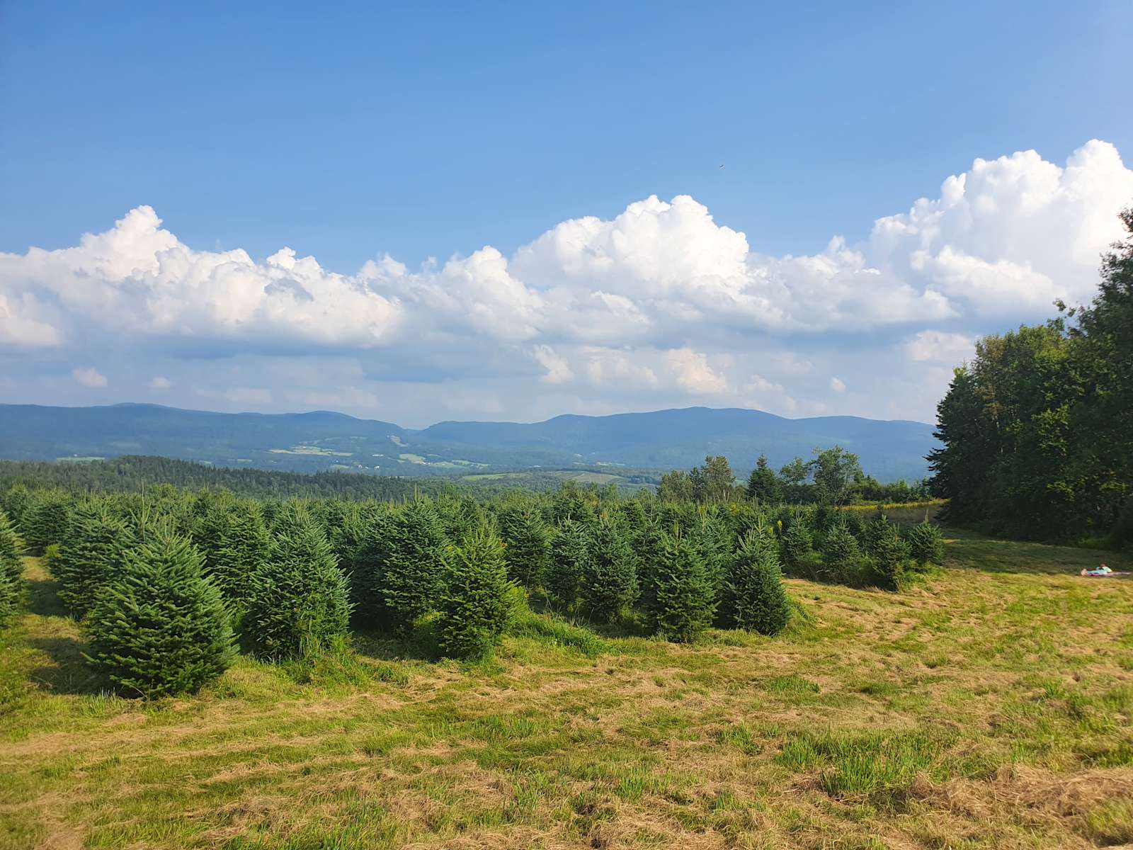 North 40 Christmas Tree Farm - Hipcamp in Colebrook, New Hampshire