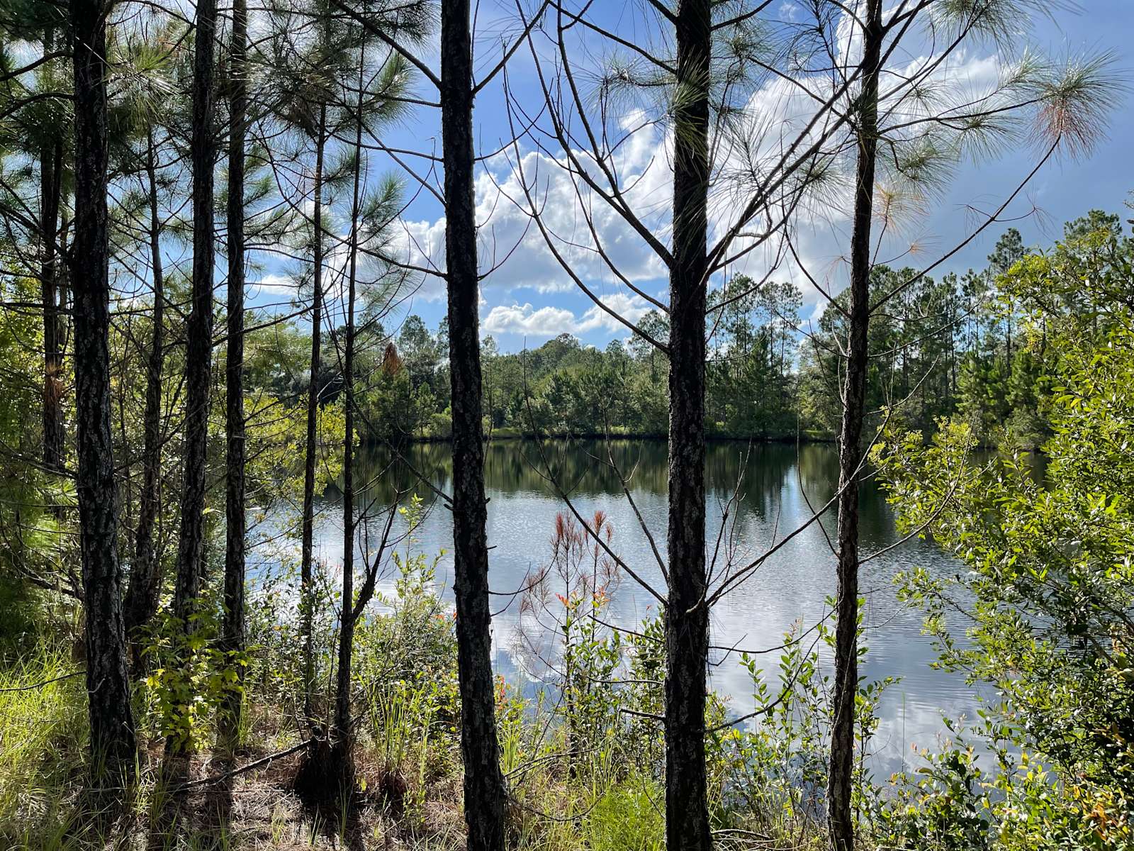 Kayla B.’s Land - Hipcamp in Lake Butler, Florida