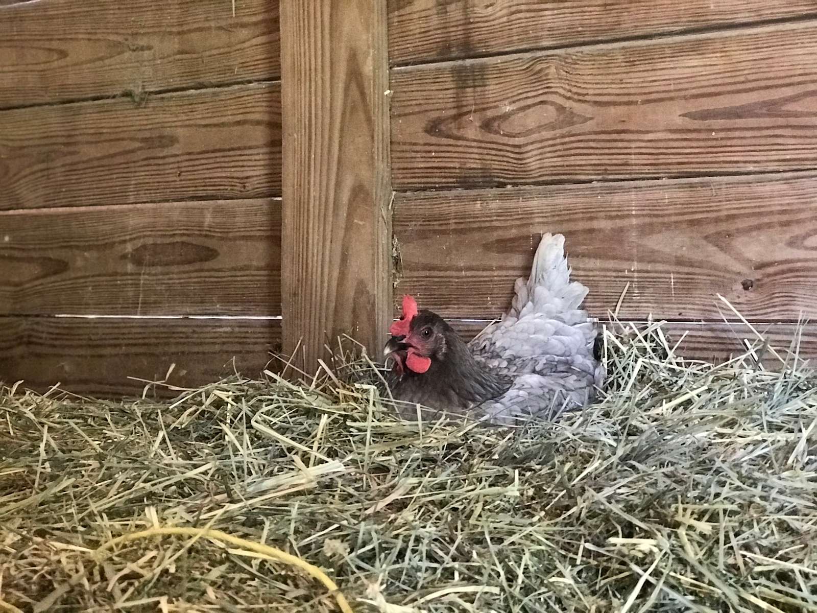 Collins Farm - Hipcamp in Micanopy, Florida