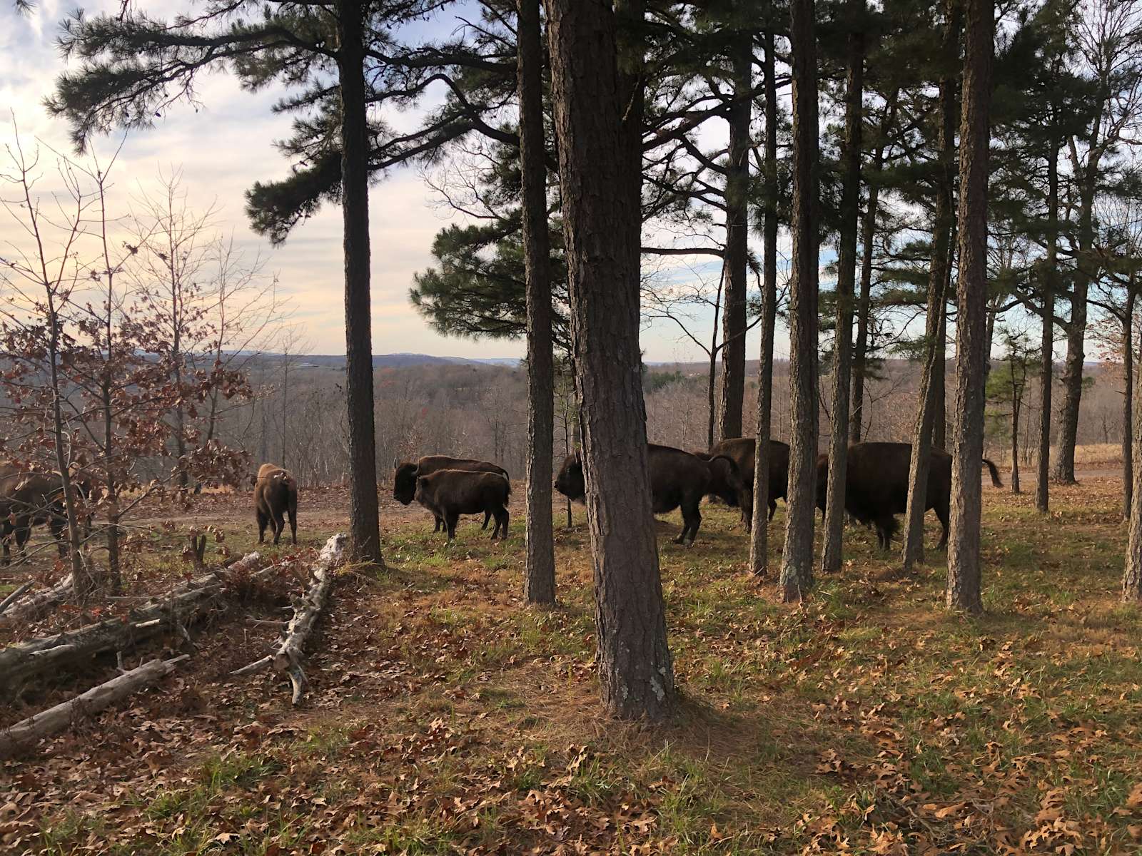 Wilderness Rider Buffalo Ranch - Hipcamp in , Arkansas