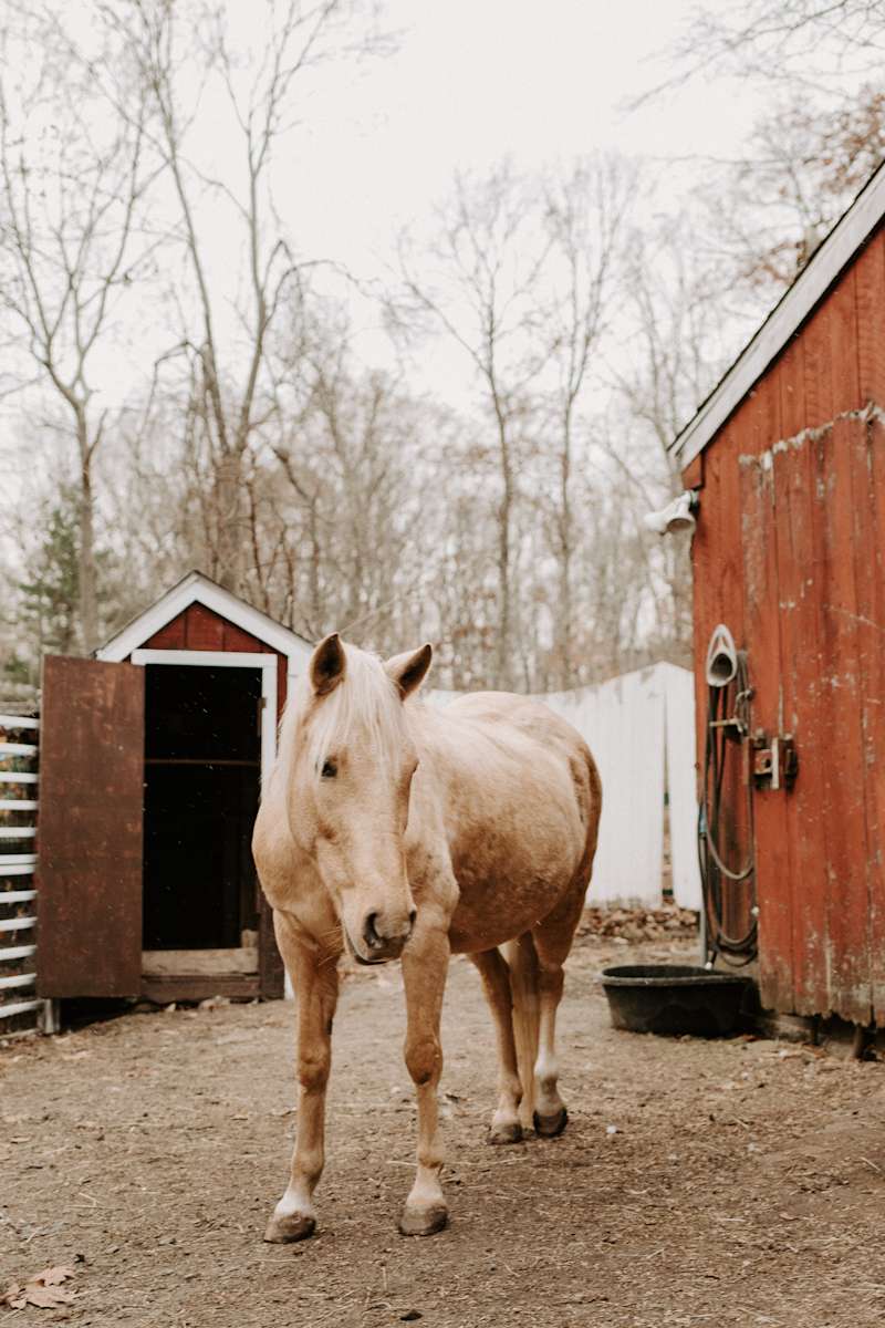Humble Farm with Simplicity - Hipcamp in Higganum, Connecticut