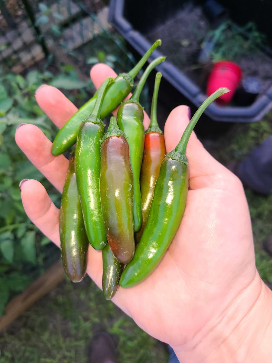 Rios Ranch and Retreat - Hipcamp in Pierson, Florida