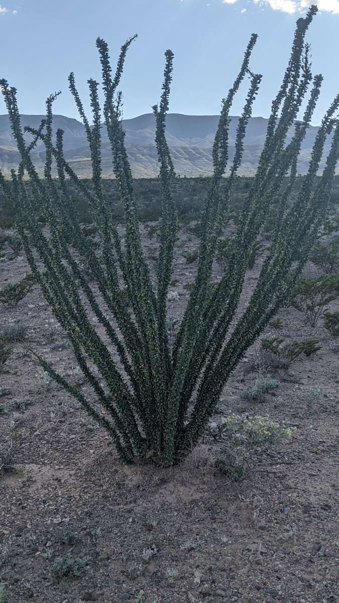 Butler-Nash Ranch - Hipcamp in Sierra Blanca, Texas