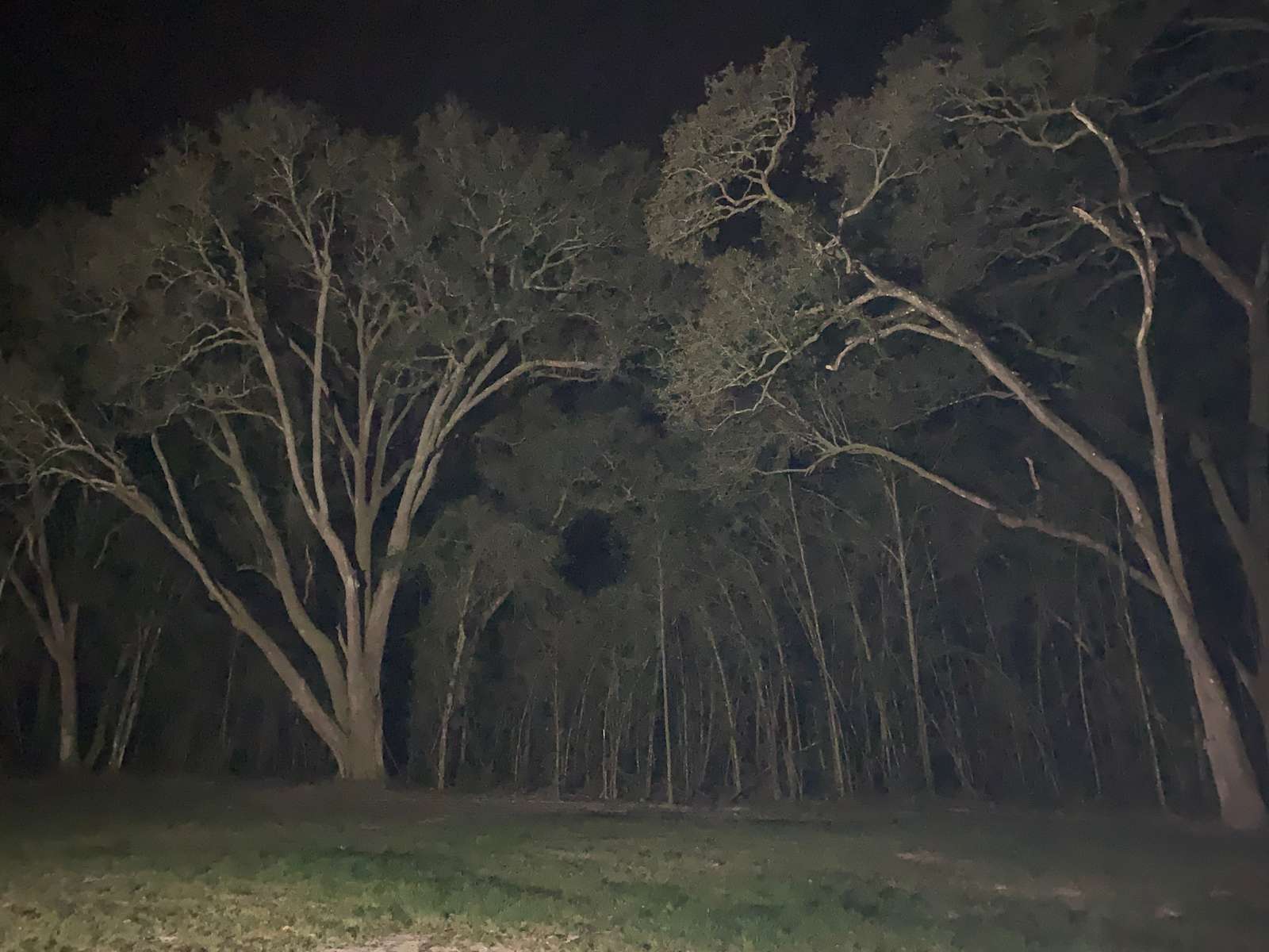 Oak Hayvin Retreat - Hipcamp in , Florida