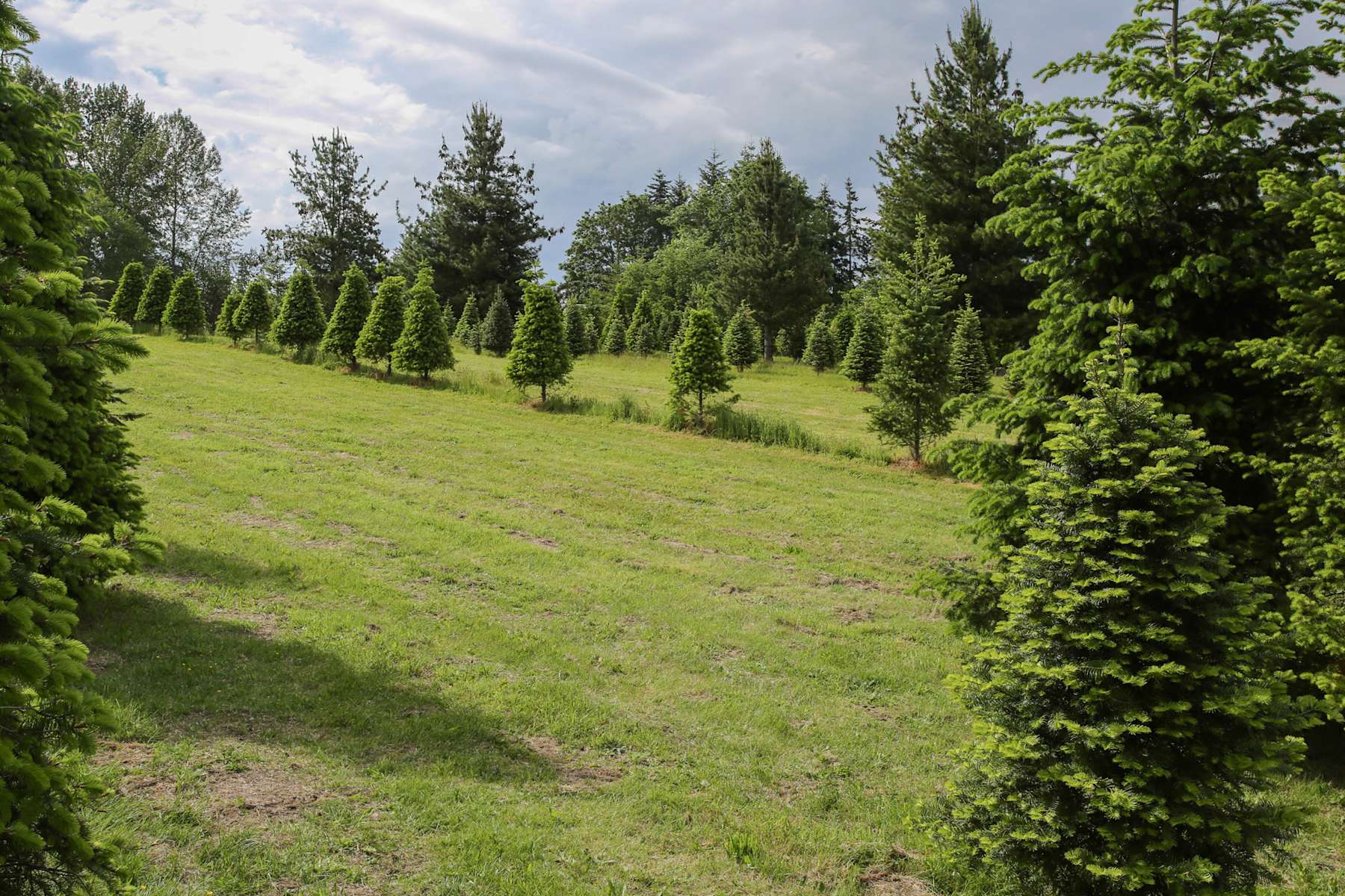 Jo-El Tree Farm - Hipcamp in Summit, Washington