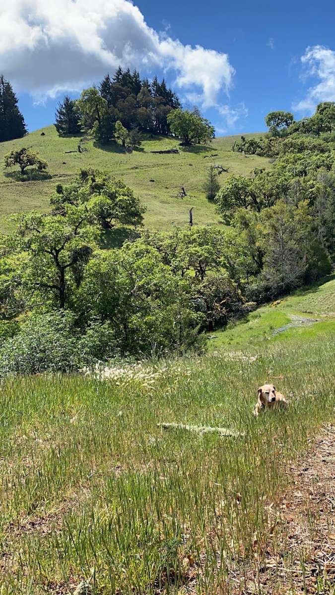 Epic Orr Springs Ranch - Hipcamp in Calpella, California