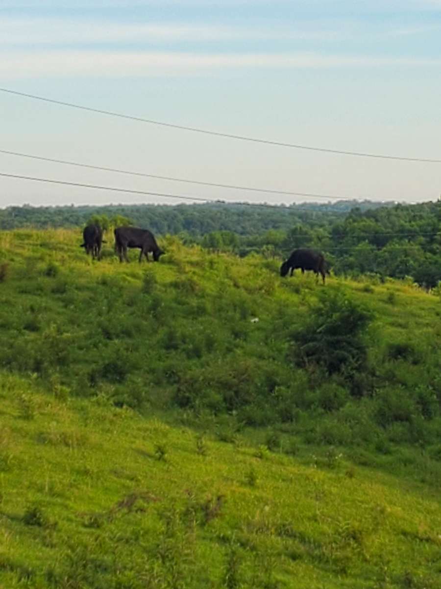 Turkey Hill Homestead - Hipcamp in Glencoe, Kentucky