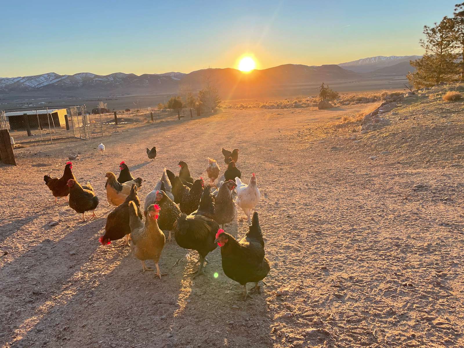 GoodStewards Farm - Hipcamp in Reno, Nevada