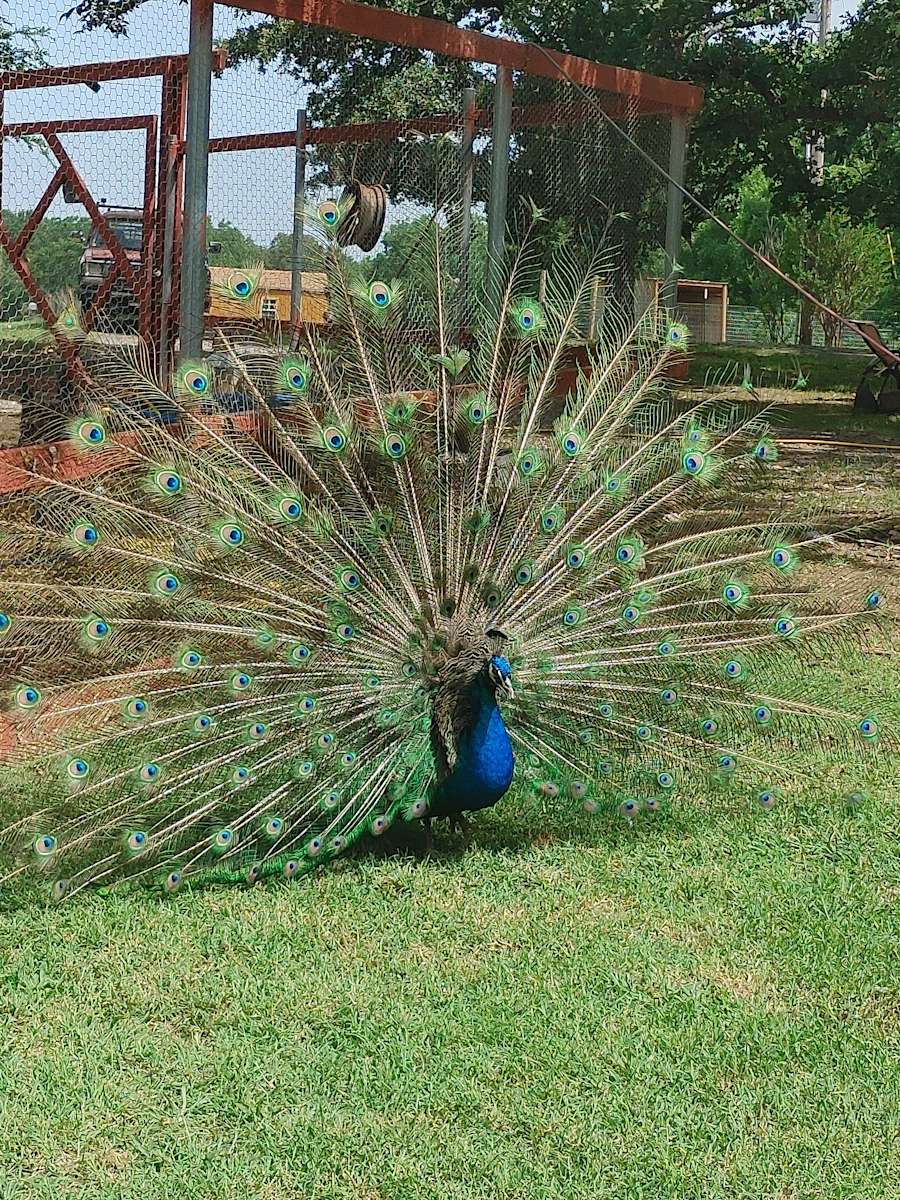 Mana Farm Davis - Hipcamp in Davis, Oklahoma