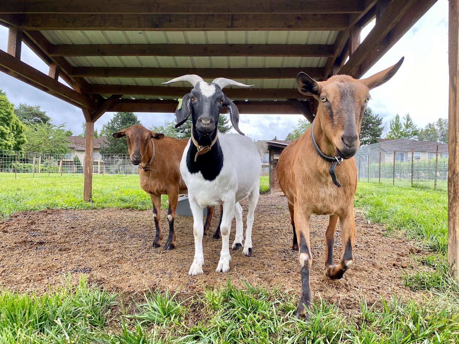Your Farm in the City - Hipcamp in Portland, Oregon
