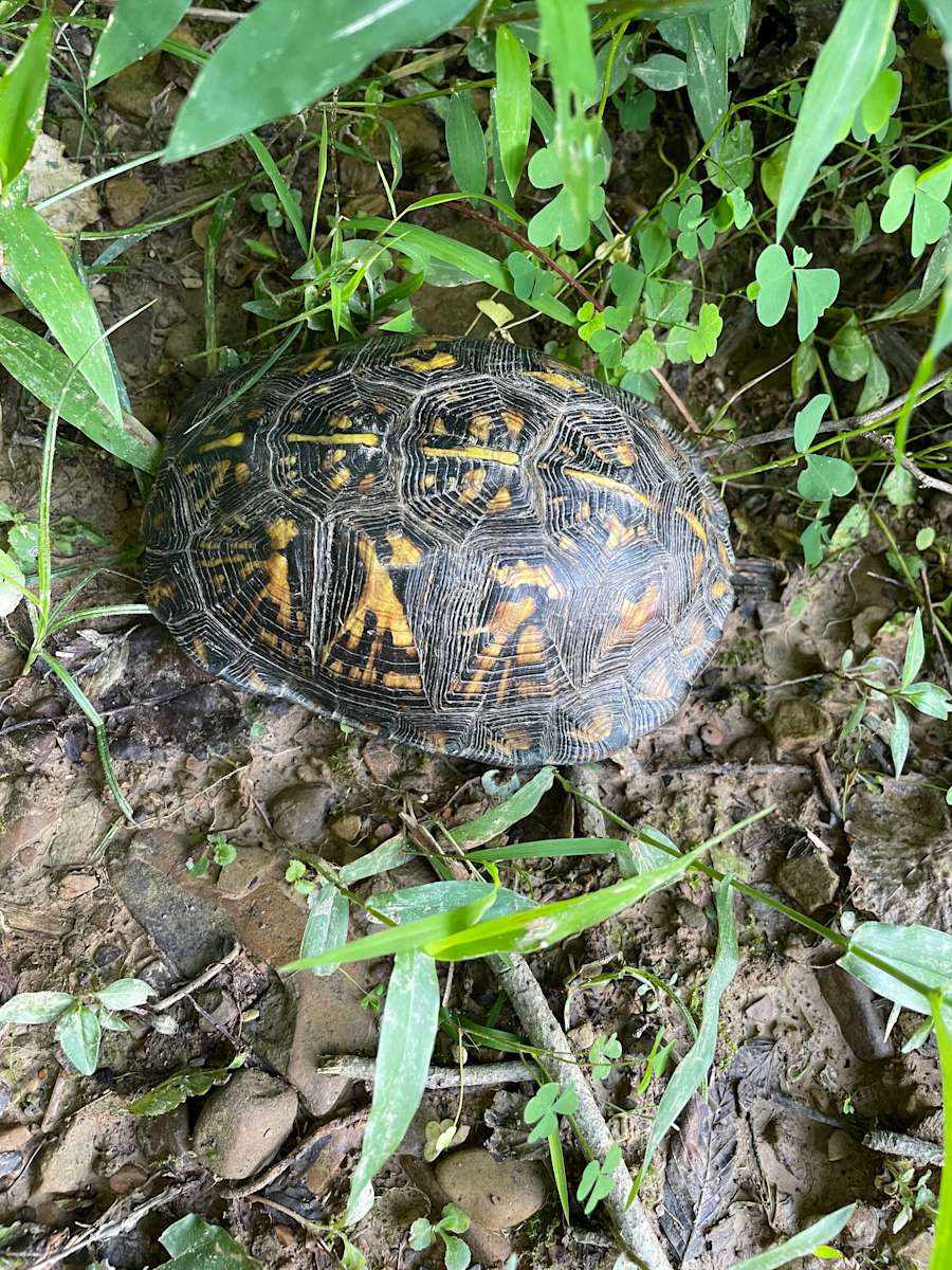 Camp Creek - Hipcamp in Rarden, Ohio
