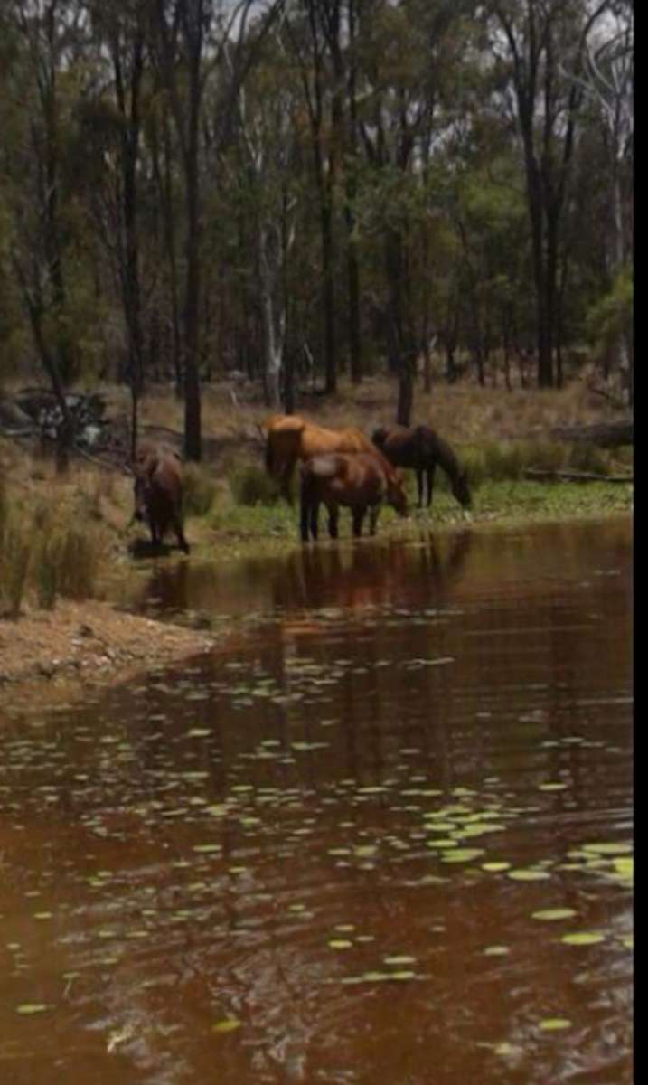 Allora - Hipcamp in Old Talgai, Queensland