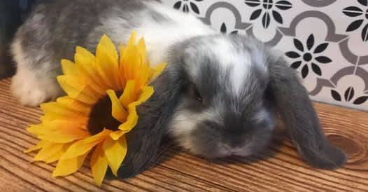 Craft Island Farms - Hipcamp in Jacksonville, Texas