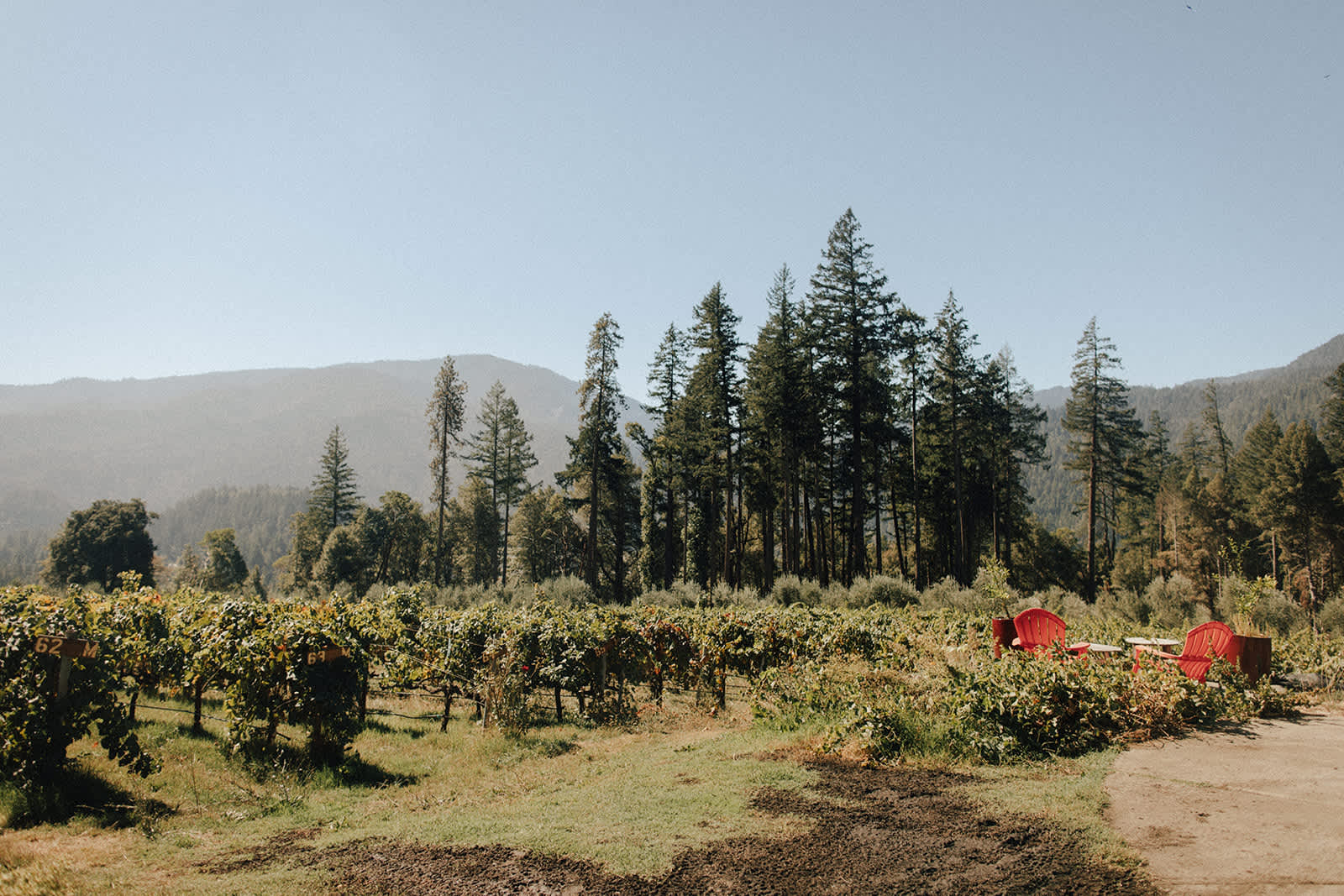 Miles Garrett Vineyard - Hipcamp in Willow Creek, California