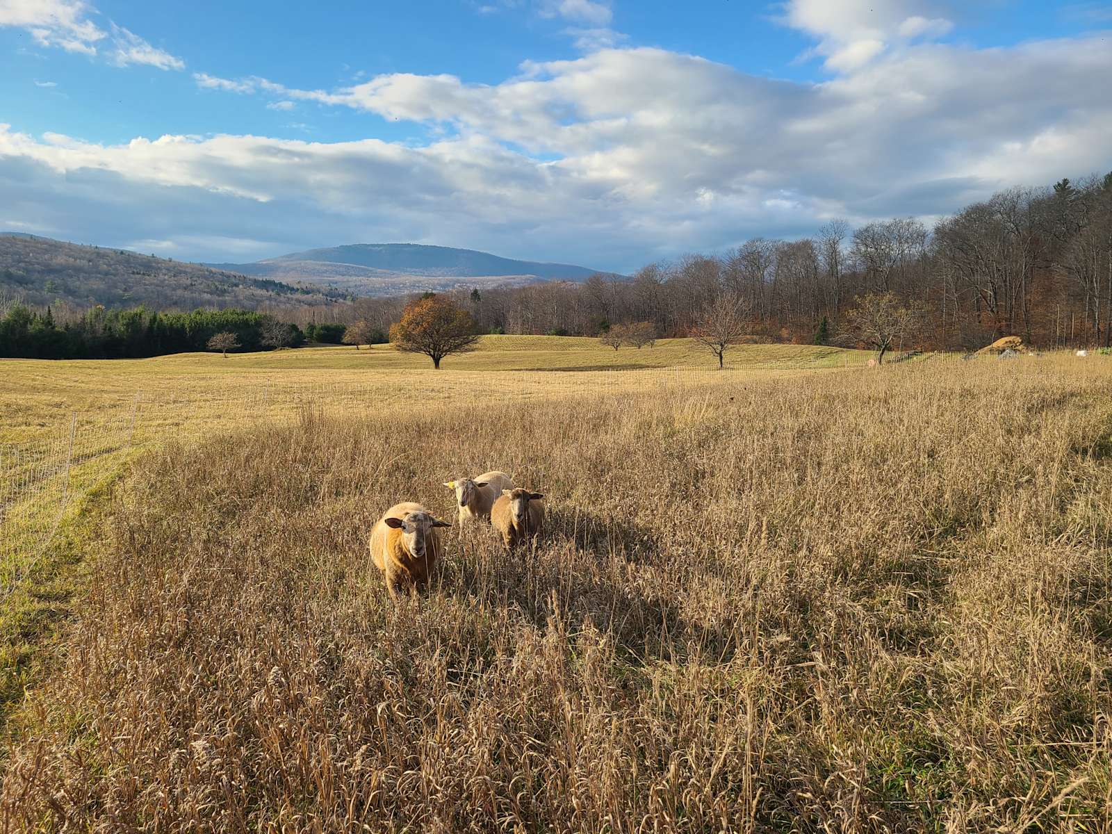 O'Rye Farm - Hipcamp in Strong, Maine