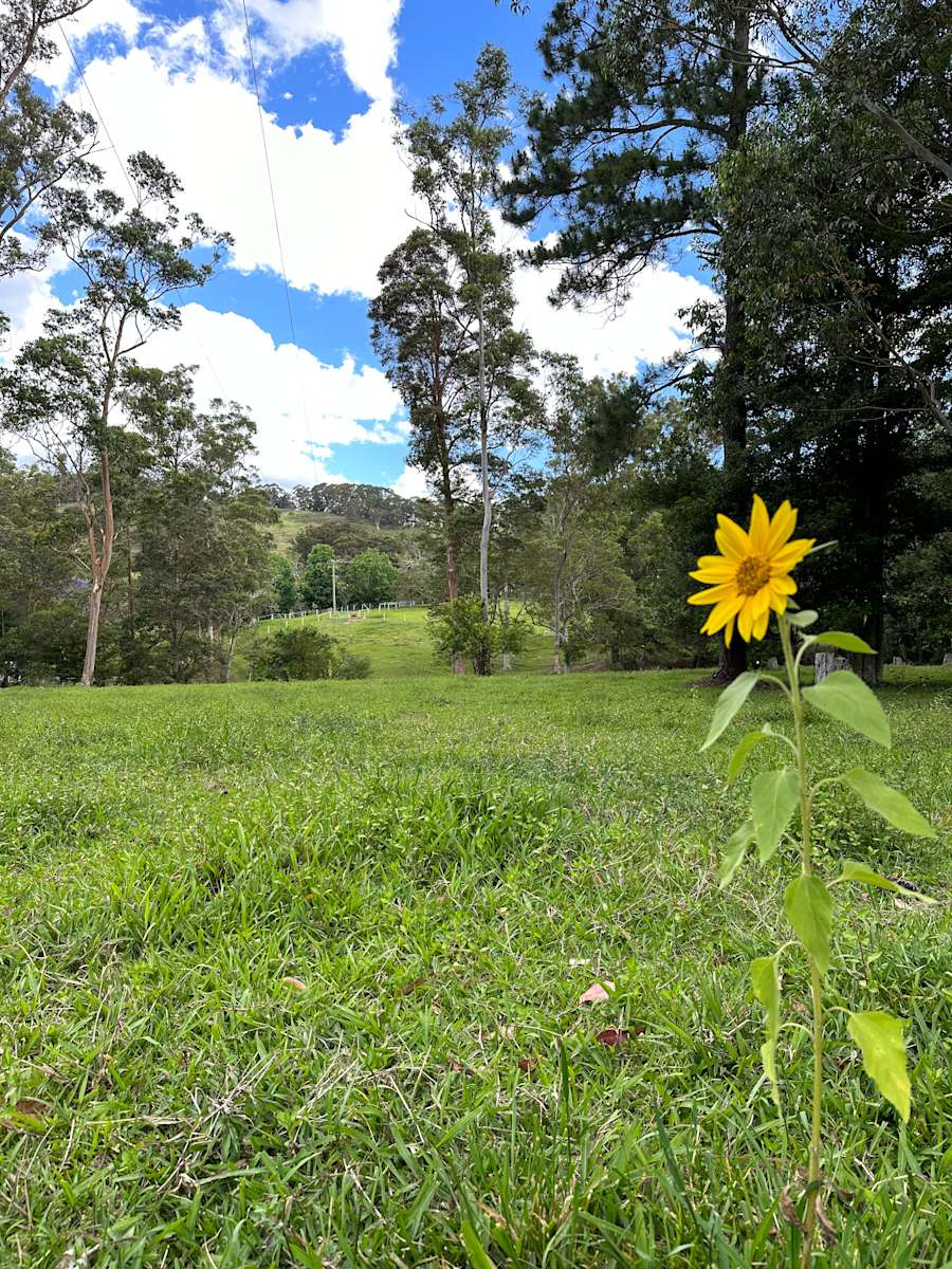 Privada Farm Paddock - Hipcamp in Boambee, New South Wales