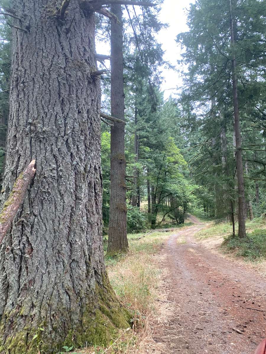 The Cozy Canopy - Hipcamp in Beavercreek, Oregon