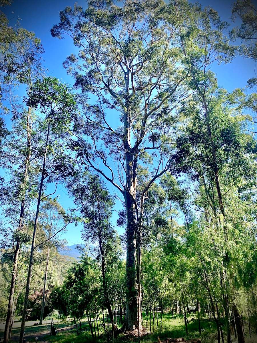 The Treehouse Bodalla - Hipcamp in Bodalla, New South Wales