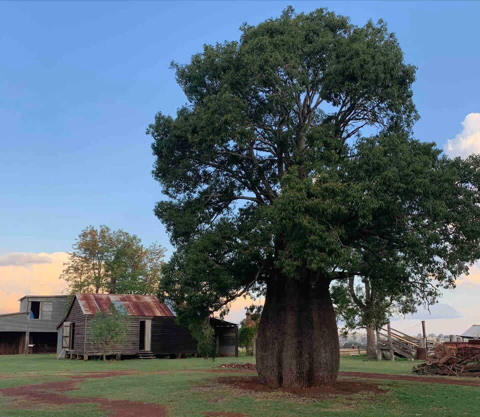 Bottle Tree Farm Studio and Camping - Hipcamp in Merlwood, Queensland