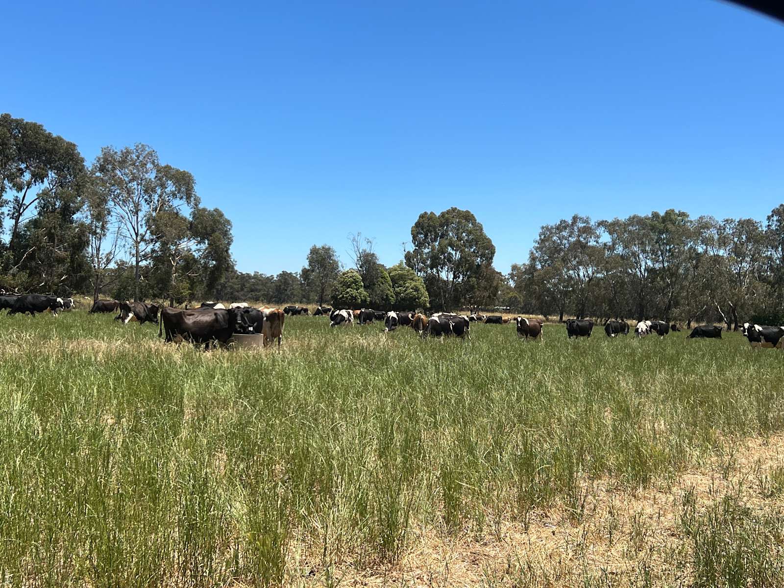 Drummy Farm - Hipcamp in Invergordon, Victoria