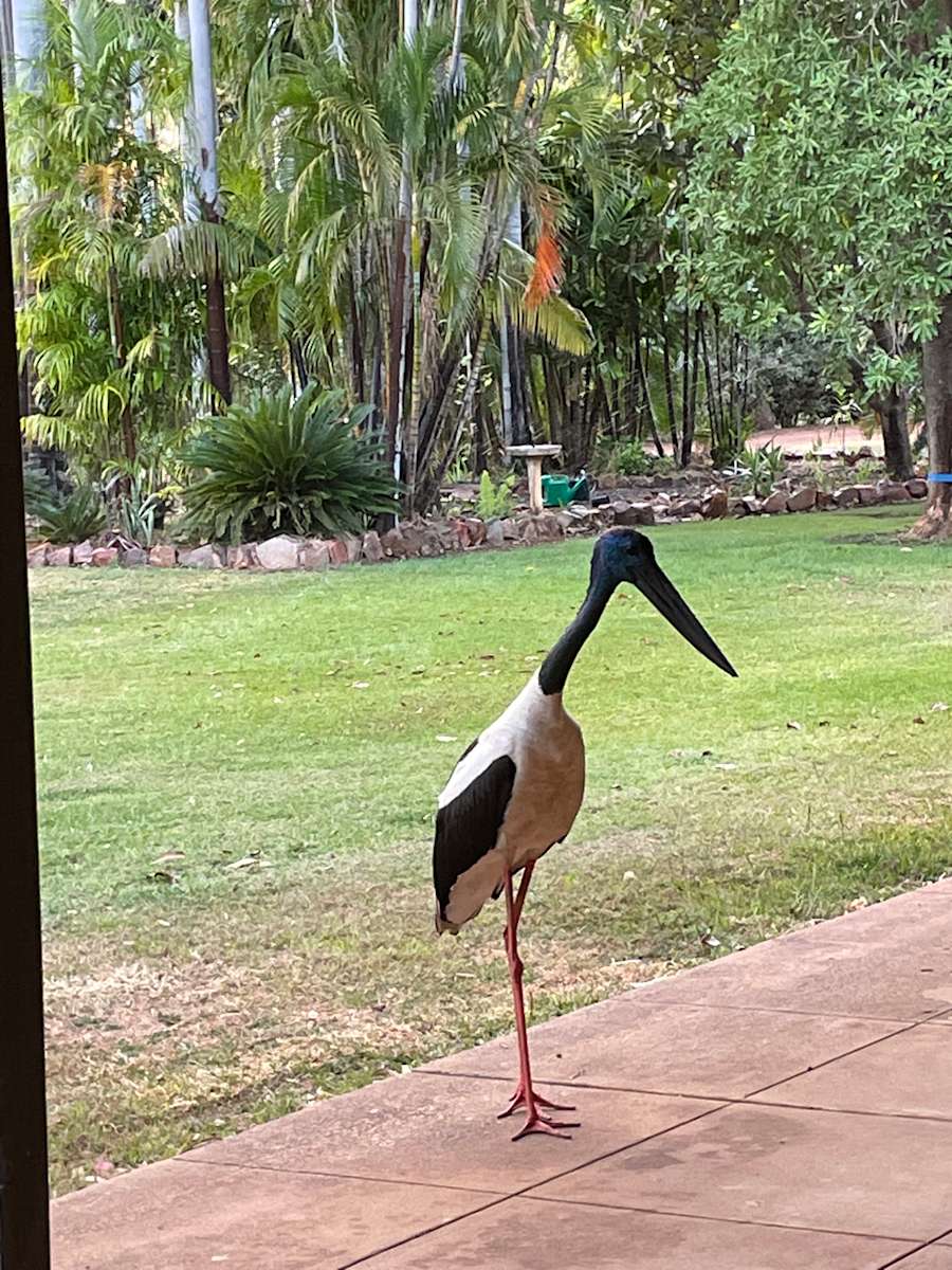Jabiru Camps - Hipcamp in Kununurra, Western Australia