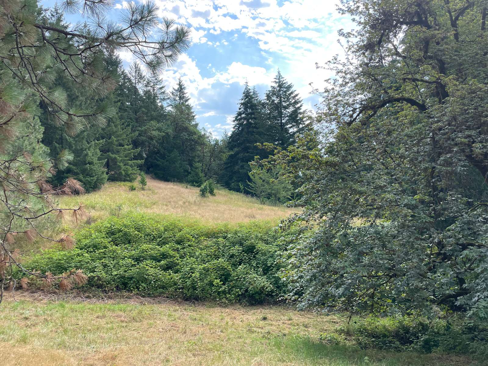 Secluded Forest Haven - Hipcamp in Roseburg, Oregon