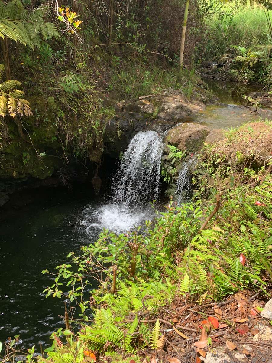 Hakalau Springs Campground - Hipcamp in Honomu, Hawaii